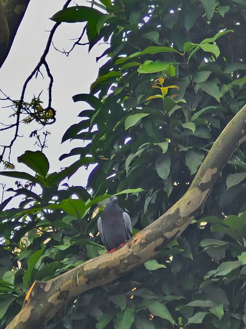 Foto pombo-doméstico (Columba livia) Por Nicolas M. Lima | Wiki Aves ...