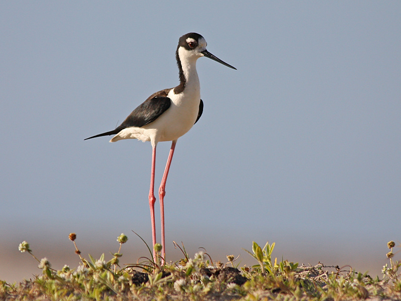 Foto pernilongo-de-costas-negras (Himantopus mexicanus) Por Ricardo ...