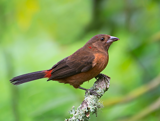 Foto tiê-sangue (Ramphocelus bresilia) Por Dario Sanches | Wiki Aves ...