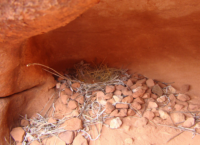 Foto gibão-de-couro (Hirundinea ferruginea) Por Patrick Pina | Wiki ...
