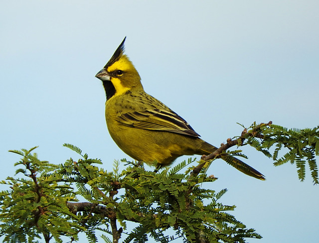 Foto cardeal-amarelo (Gubernatrix cristata) Por Adolf Wall | Wiki Aves ...