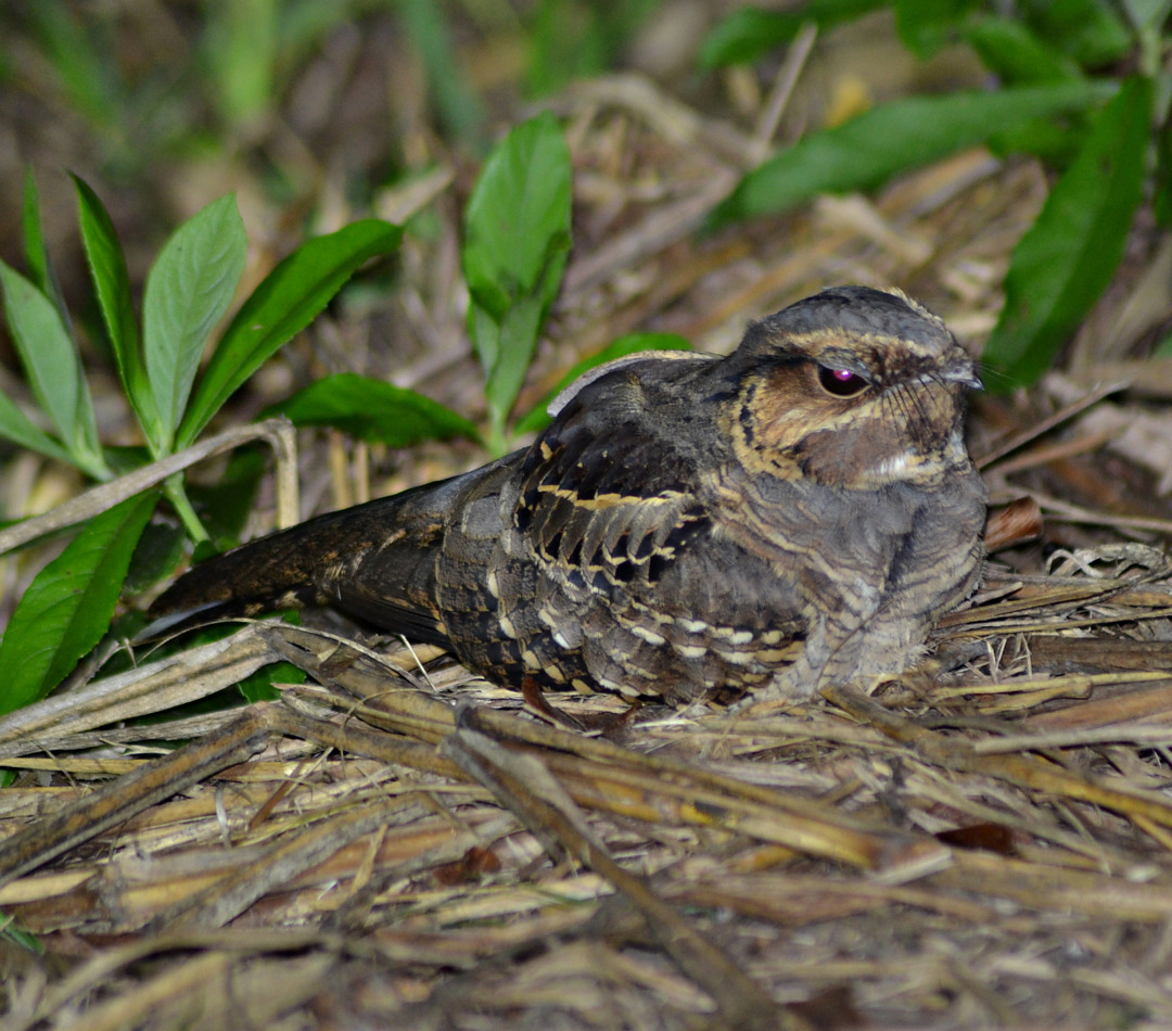 Foto bacurau (Nyctidromus albicollis) Por Luciano Moura | Wiki Aves - A ...