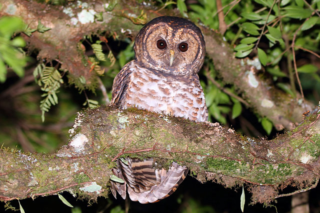 Foto coruja-listrada (Strix hylophila) Por Fabio Landmeier | Wiki Aves ...