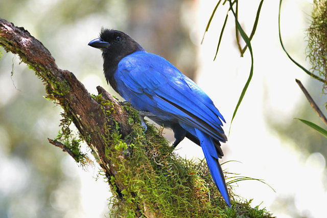 Foto gralha-azul (Cyanocorax caeruleus) Por Robson Czaban | Wiki Aves ...