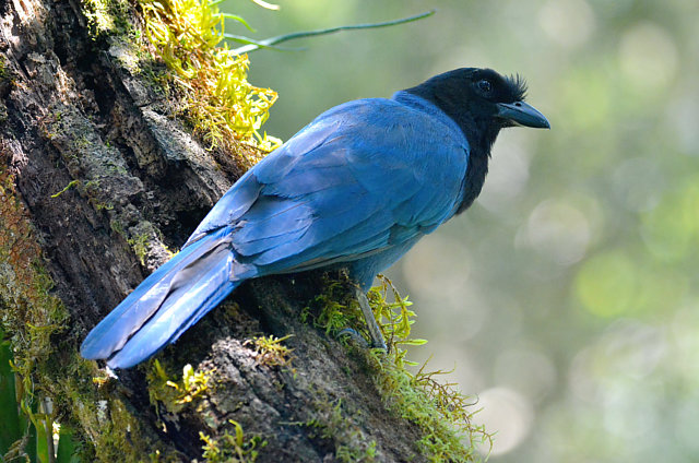 Foto gralha-azul (Cyanocorax caeruleus) Por Robson Czaban | Wiki Aves ...