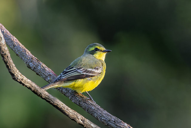 Foto suiriri-pequeno (Satrapa icterophrys) Por Douglas Fernando | Wiki ...