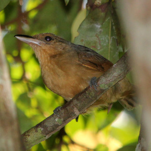 choca-cantadora (Pygiptila stellaris) | WikiAves - A Enciclopédia das ...