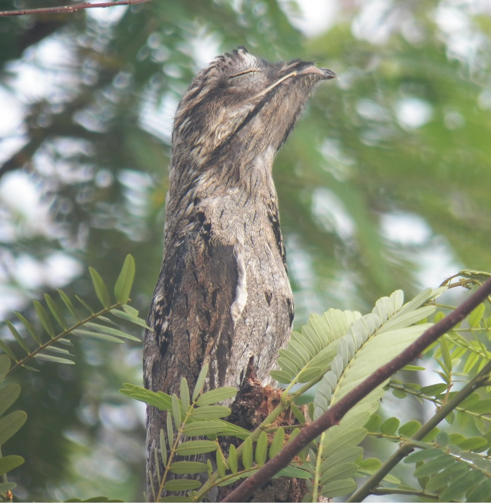 Foto urutau (Nyctibius griseus) Por Carlos Nei Ortúzar Ferreira | Wiki ...