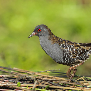 Rallidae | WikiAves - A Enciclopédia das Aves do Brasil