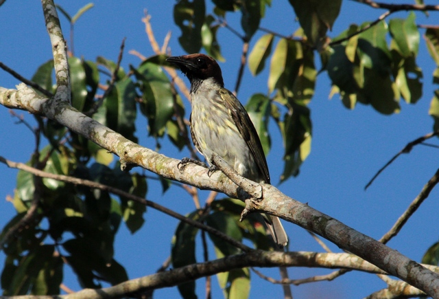 araponga-do-nordeste (Procnias averano) | WikiAves - A Enciclopédia das ...