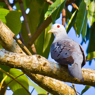 pararu-azul (Claravis pretiosa) | WikiAves - A Enciclopédia das Aves do ...
