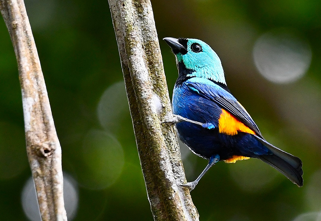 Foto saíra-pintor (Tangara fastuosa) Por Stephen Jones | Wiki Aves - A ...