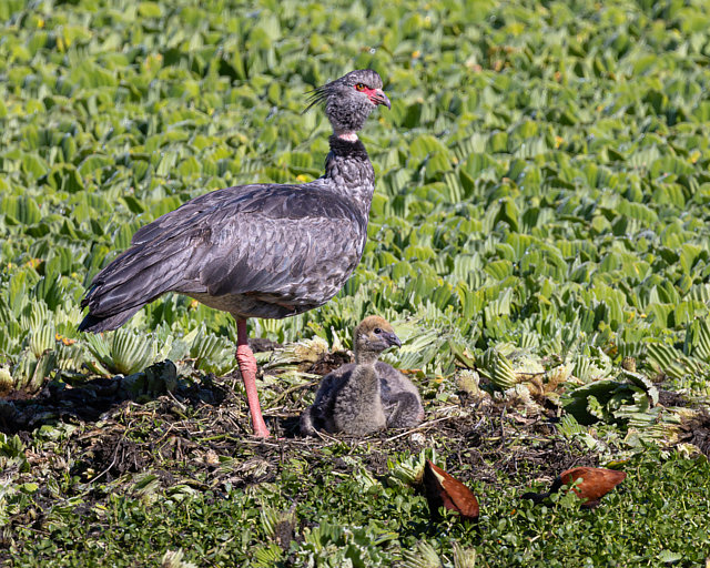 Foto tachã (Chauna torquata) Por Diomar Mühlmann | Wiki Aves - A Enciclopédia das Aves do Brasil