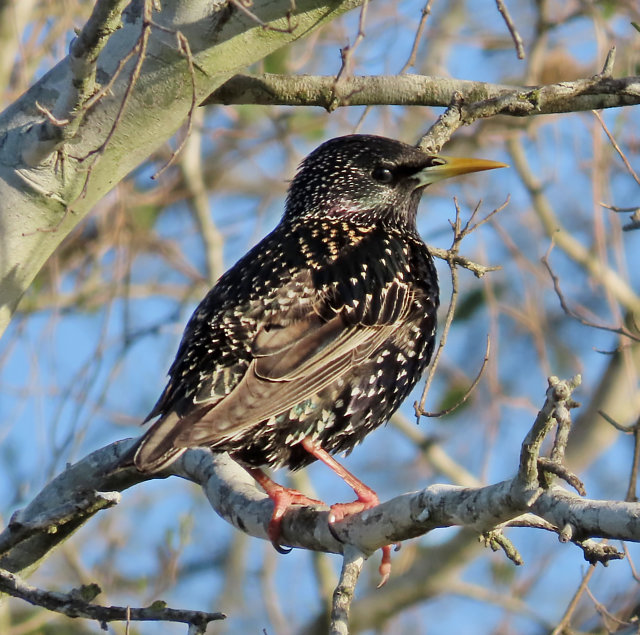Foto estorninho (Sturnus vulgaris) Por Adolf Wall | Wiki Aves - A ...