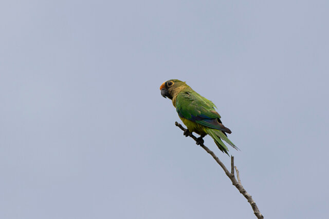 Foto periquito-rei (Eupsittula aurea) Por Constantino Melo | Wiki Aves ...