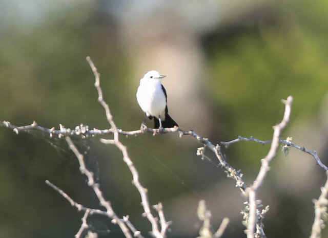 Foto lavadeira-de-cara-branca (Fluvicola albiventer) Por Claudio Furini ...