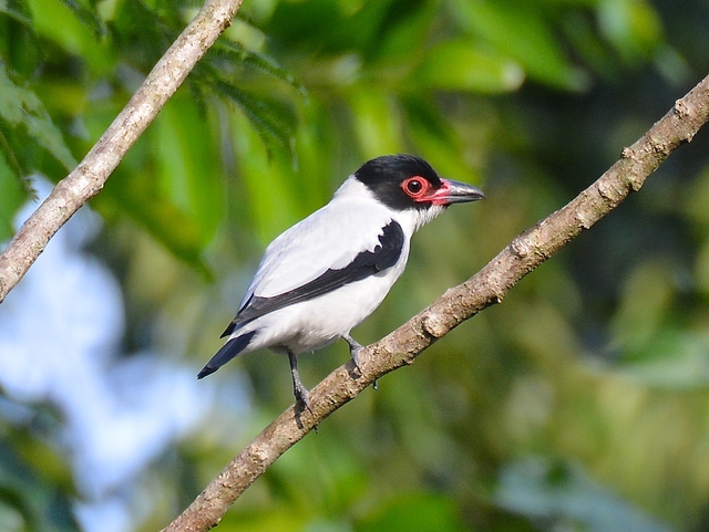 Foto anambé-branco-de-rabo-preto (Tityra cayana) Por Chris Farias ...