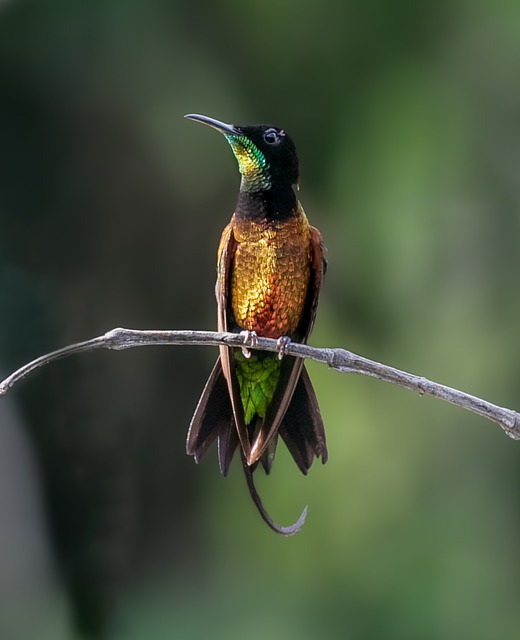 topázio-de-fogo (Topaza pyra) | WikiAves - A Enciclopédia das Aves do ...