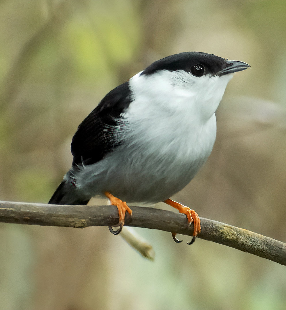 Foto rendeira (Manacus manacus) Por Paulo Queiroz | Wiki Aves - A Enciclopédia das Aves do Brasil