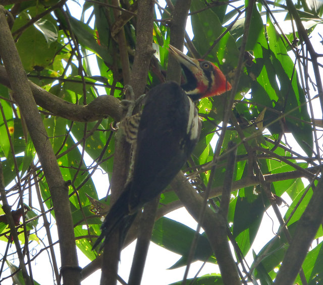 Foto pica-pau-de-banda-branca (Dryocopus lineatus) Por Ives Vergara ...