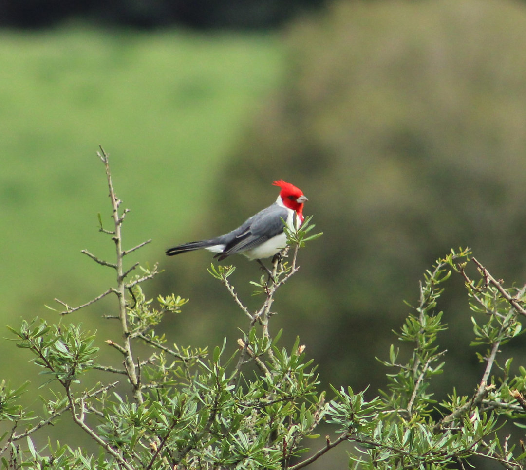 Foto cardeal (Paroaria coronata) Por Benjamim Teixeira | Wiki Aves - A ...