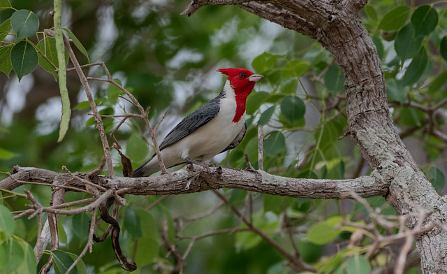 Foto cardeal (Paroaria coronata) Por Antonio Gutierrez | Wiki Aves - A ...