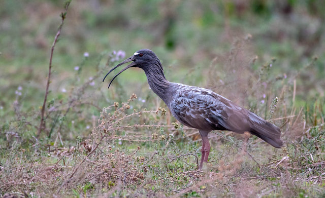 Foto curicaca-real (Theristicus caerulescens) Por Antonio Gutierrez ...