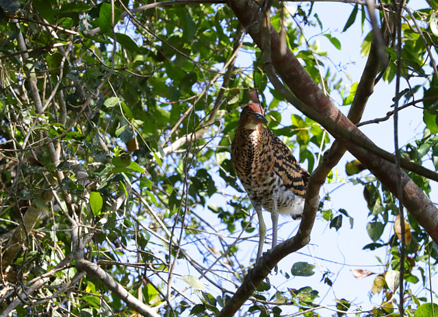 Foto socó-boi (Tigrisoma lineatum) Por Antonio M. Figueiredo | Wiki ...