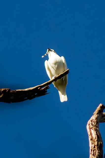 Foto araponga-da-amazônia (Procnias albus) Por Sérgio Messias | Wiki ...