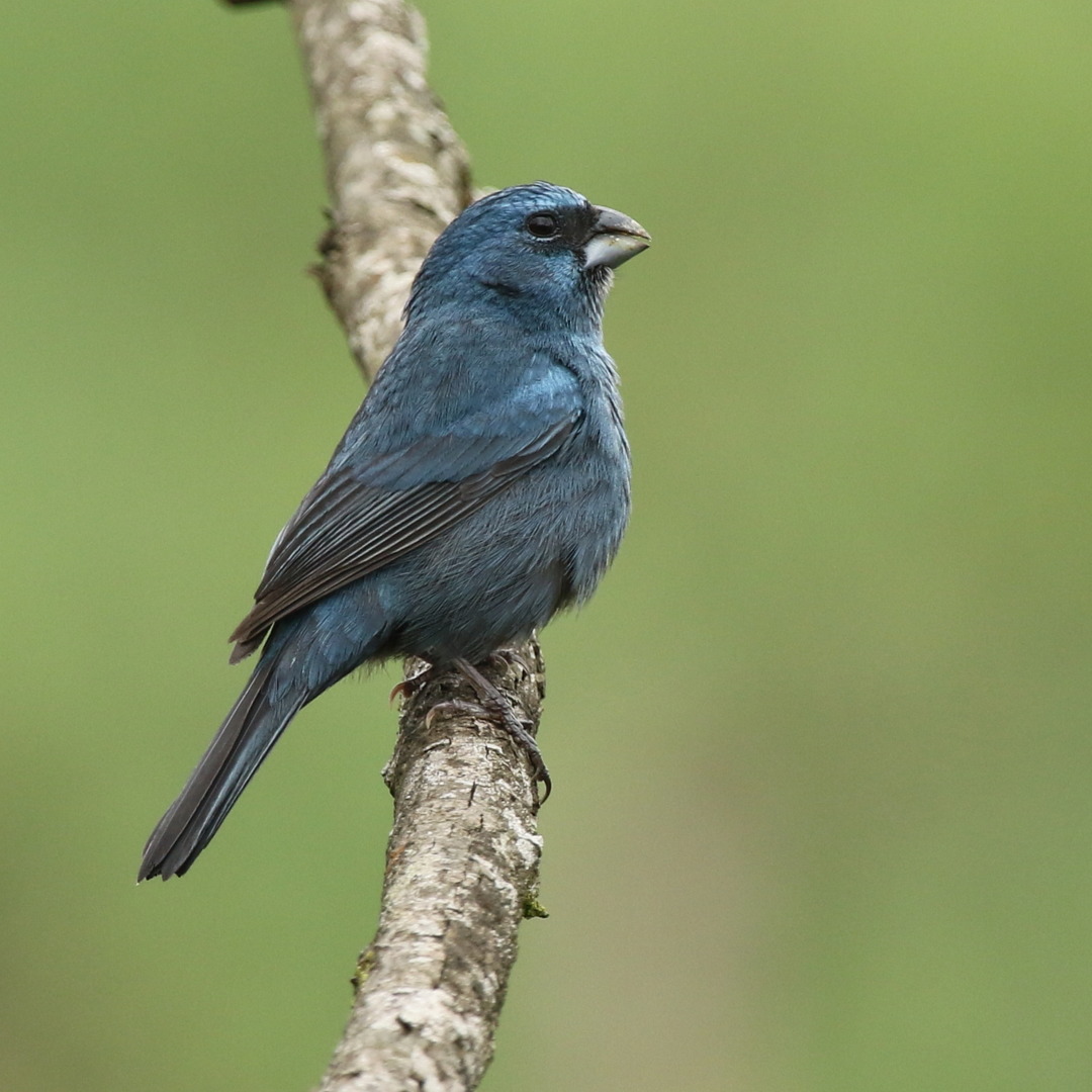 Foto azulinho (Cyanoloxia glaucocaerulea) Por Marcos Janke | Wiki Aves ...