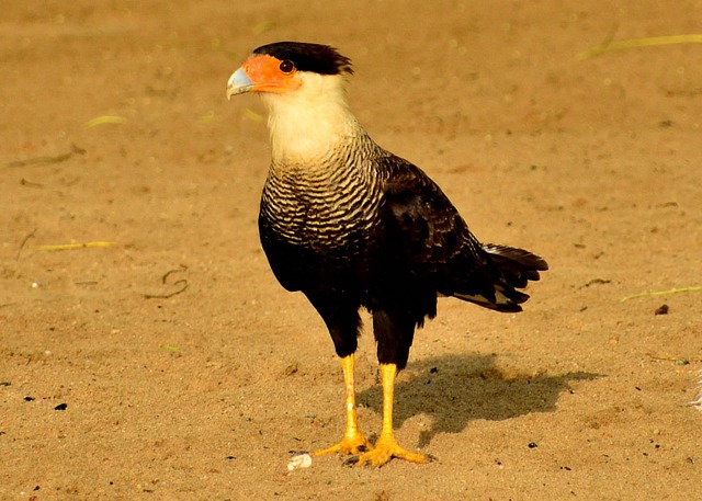 Foto carcará (Caracara plancus) Por Hilton Cristovão | Wiki Aves - A ...