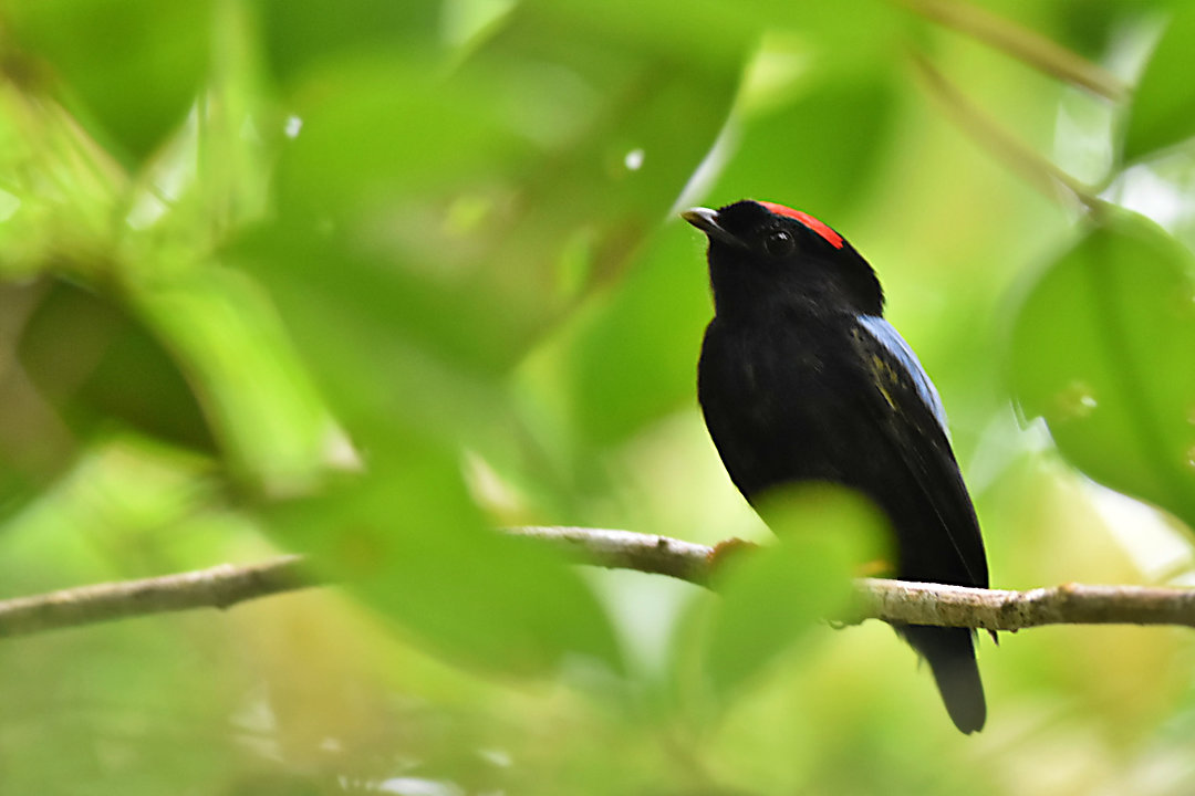 Foto tangará-príncipe (Chiroxiphia pareola) Por Paulo Vale (Poloca ...
