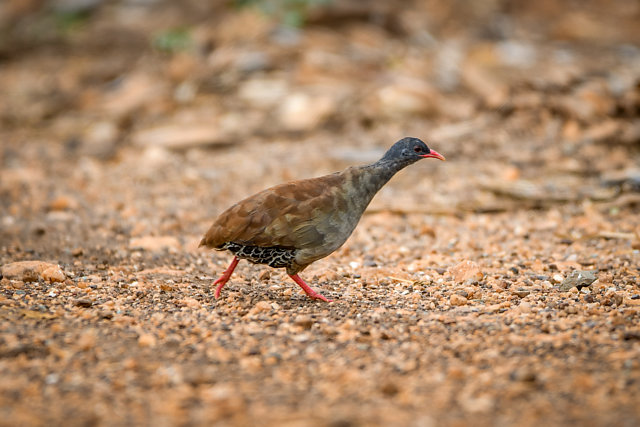 Foto inhambu-chororó (Crypturellus parvirostris) Por Leandro Rezende ...