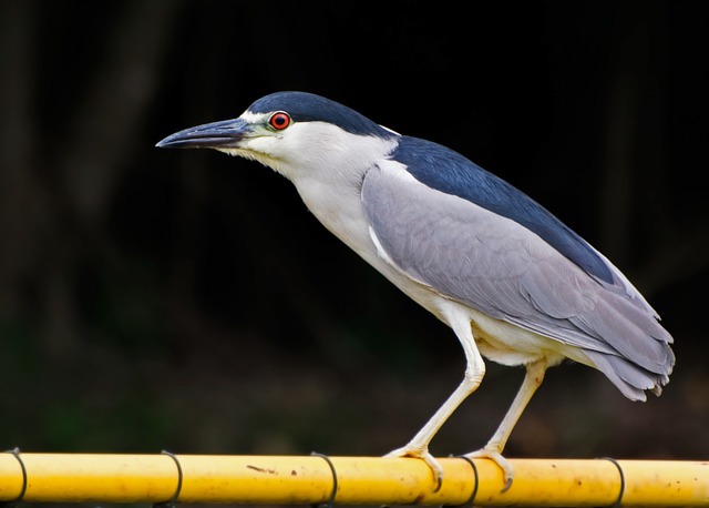 Foto socó-dorminhoco (Nycticorax nycticorax) Por Thiago Martins | Wiki ...
