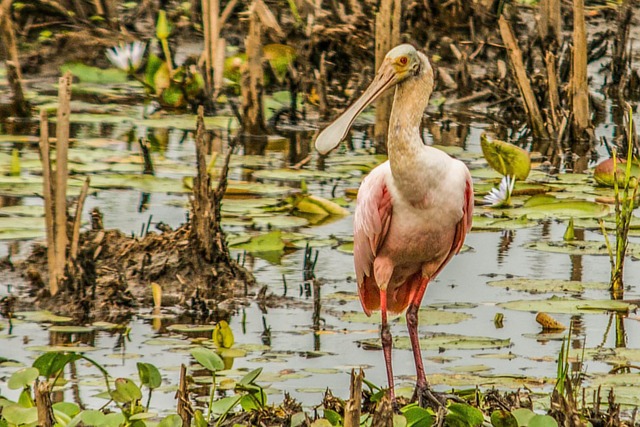 Foto colhereiro (Platalea ajaja) Por José Pireni | Wiki Aves - A ...