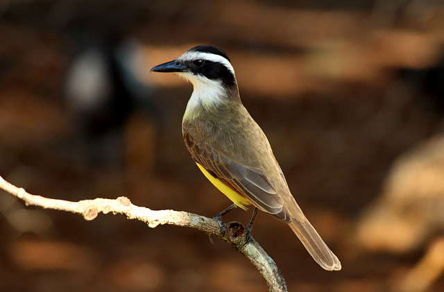 Foto bem-te-vi (Pitangus sulphuratus) Por Jose G. Oliveira | Wiki Aves ...