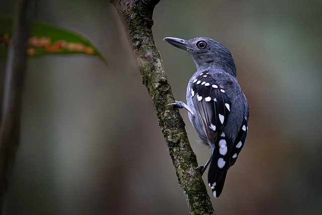Foto choca-pintada (Megastictus margaritatus) Por Paulo Fernando ...