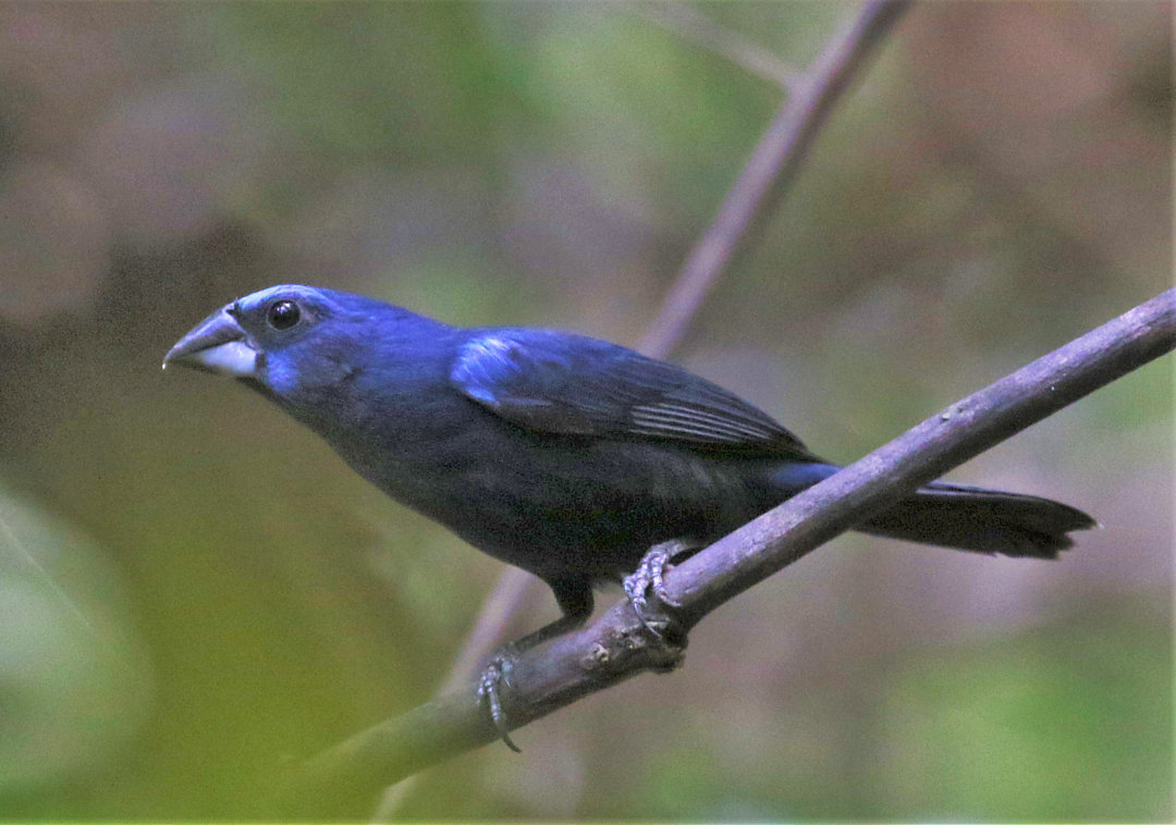 Foto azulão-da-amazônia (Cyanoloxia rothschildii) Por Mats Hildeman ...