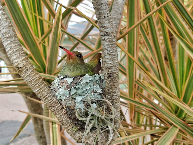 Foto beija-flor-dourado (Hylocharis chrysura) Por Sandro Muller | Wiki ...