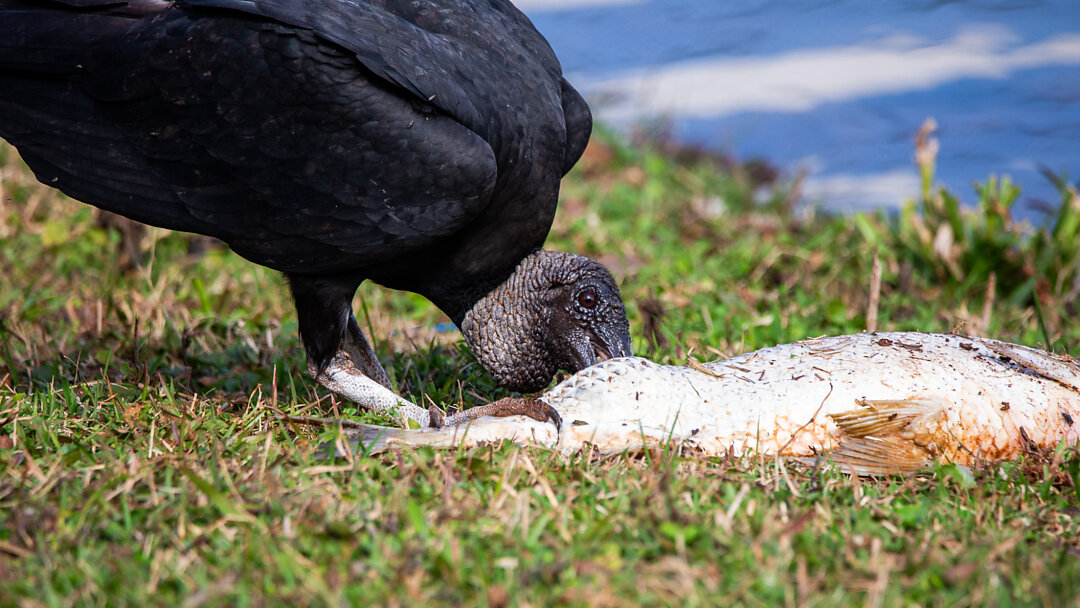 Foto urubu-preto (Coragyps atratus) Por Valmiro Felippe | Wiki Aves - A Enciclopédia das Aves do ...