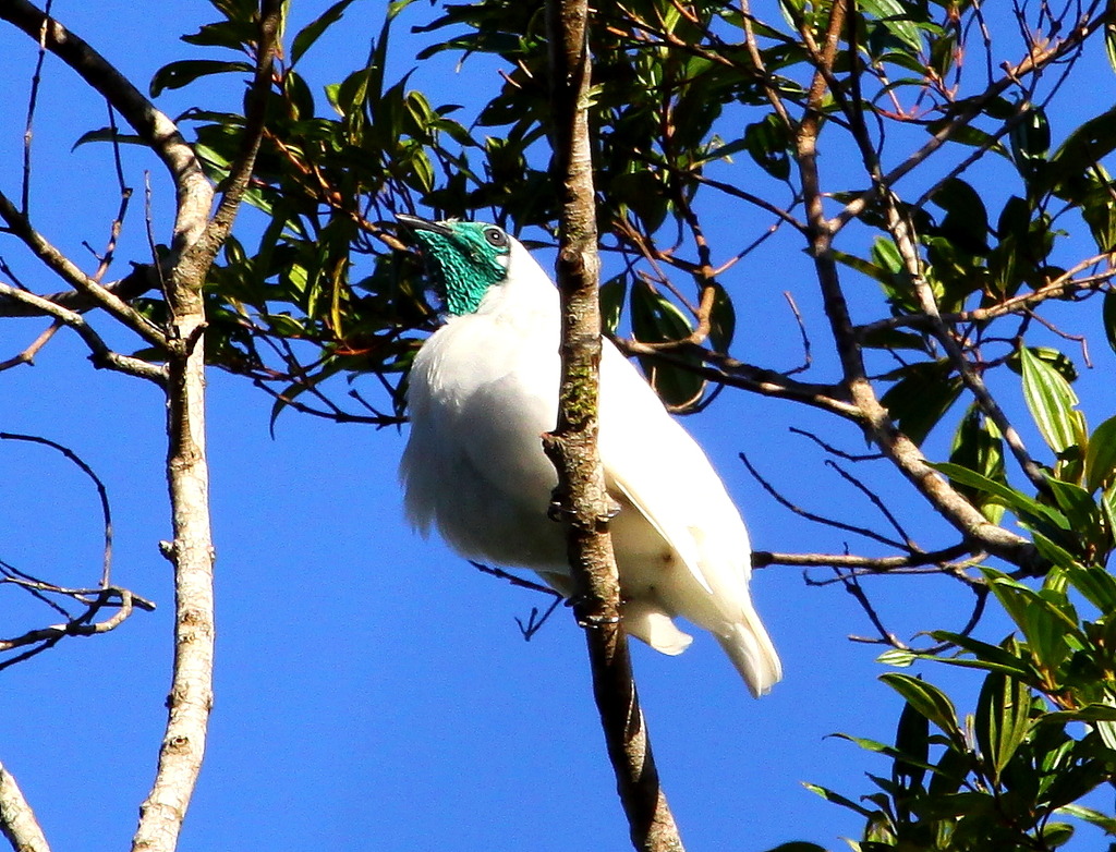 Foto araponga (Procnias nudicollis) Por Luiz Rondini | Wiki Aves - A ...