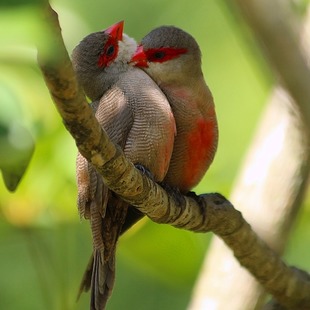 Estrildidae | WikiAves - A Enciclopédia das Aves do Brasil