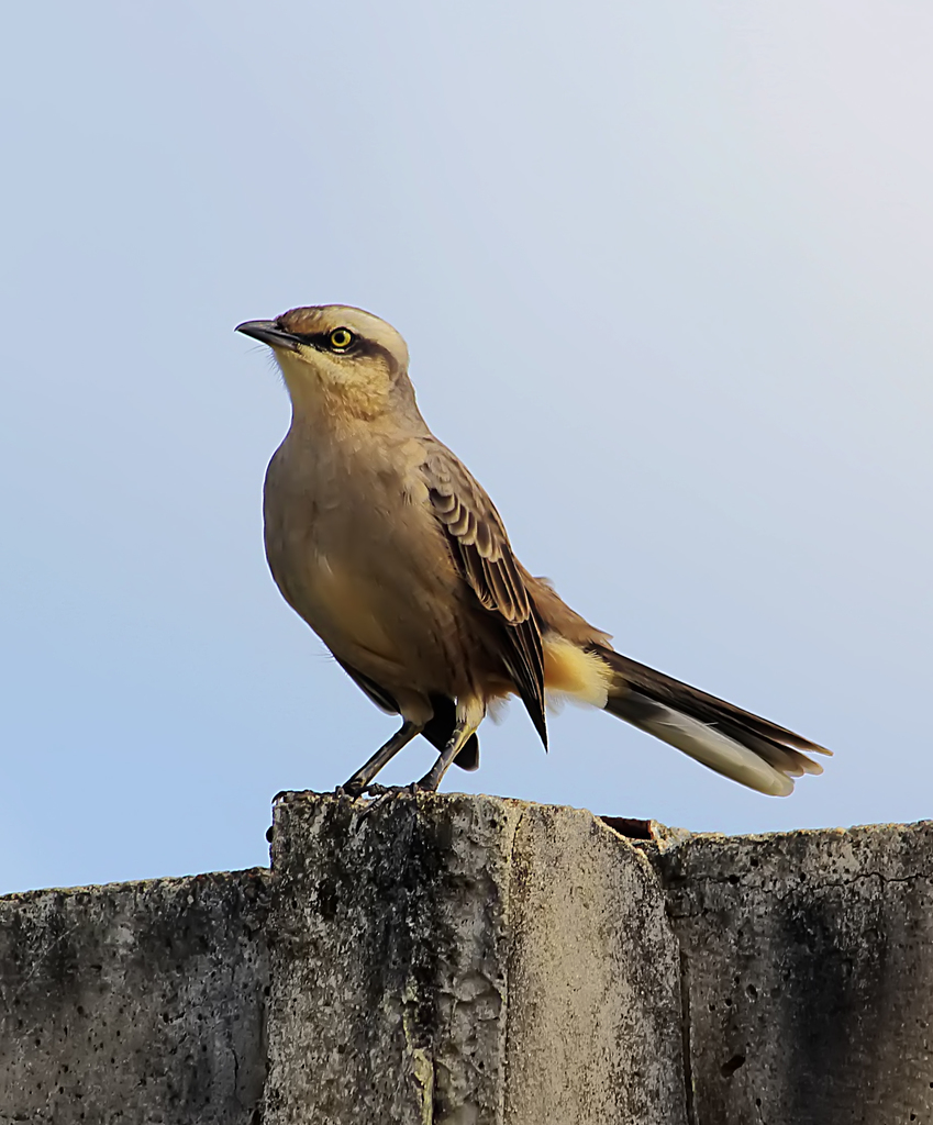 Foto sabiá-do-campo (Mimus saturninus) Por Diogo S. Goncalves | Wiki ...