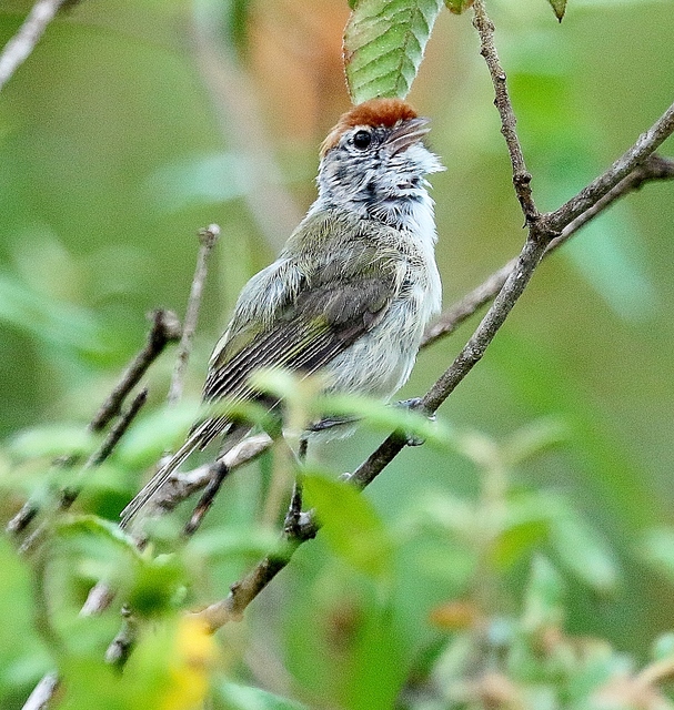 Foto vite-vite-de-olho-cinza (Hylophilus amaurocephalus) Por Rosemari ...