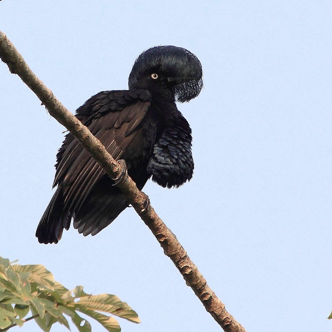 Umbrellabird Wikipedia
