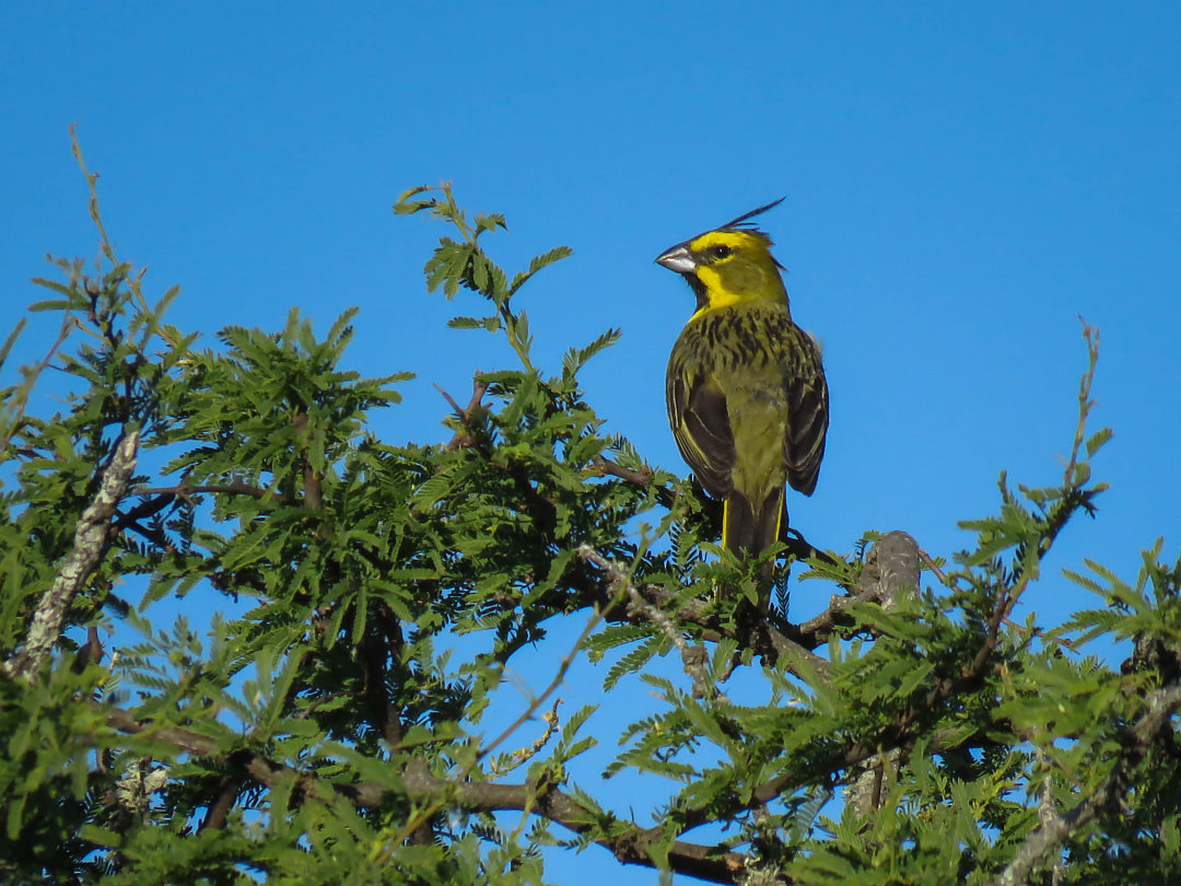 Foto cardeal-amarelo (Gubernatrix cristata) Por Raphael Kurz - Aves do ...