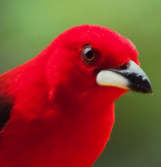 Foto tiê-sangue (Ramphocelus bresilia) Por Alan Nascimento | Wiki Aves ...