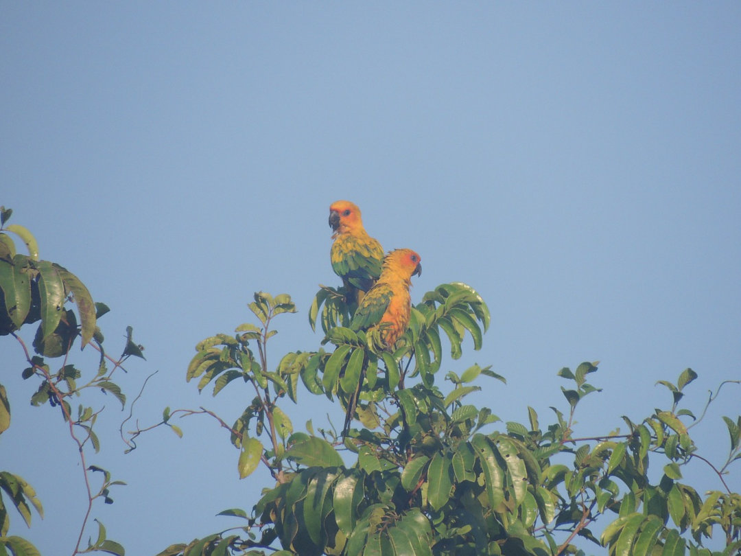Foto cacaué (Aratinga maculata) Por Geanice Cristina | Wiki Aves - A ...