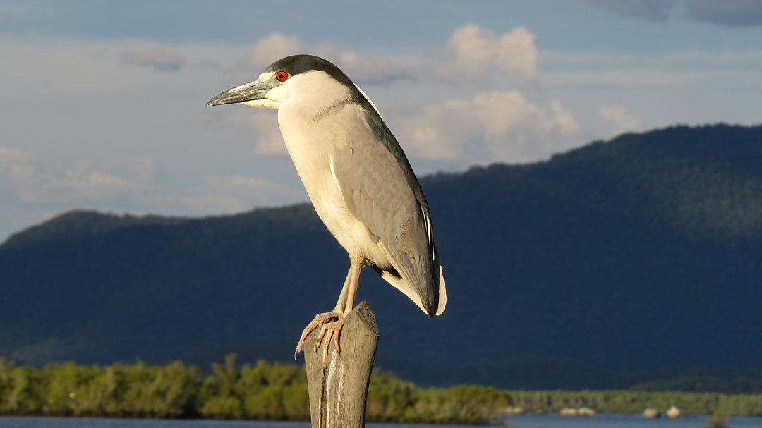 Foto socó-dorminhoco (Nycticorax nycticorax) Por Paola Alves | Wiki ...