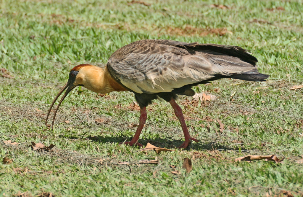 Foto curicaca (Theristicus caudatus) Por Jacek Kisielewski | Wiki Aves ...